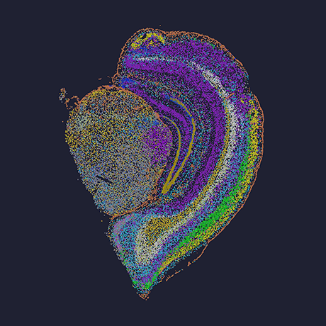 Spatial Transcriptomics